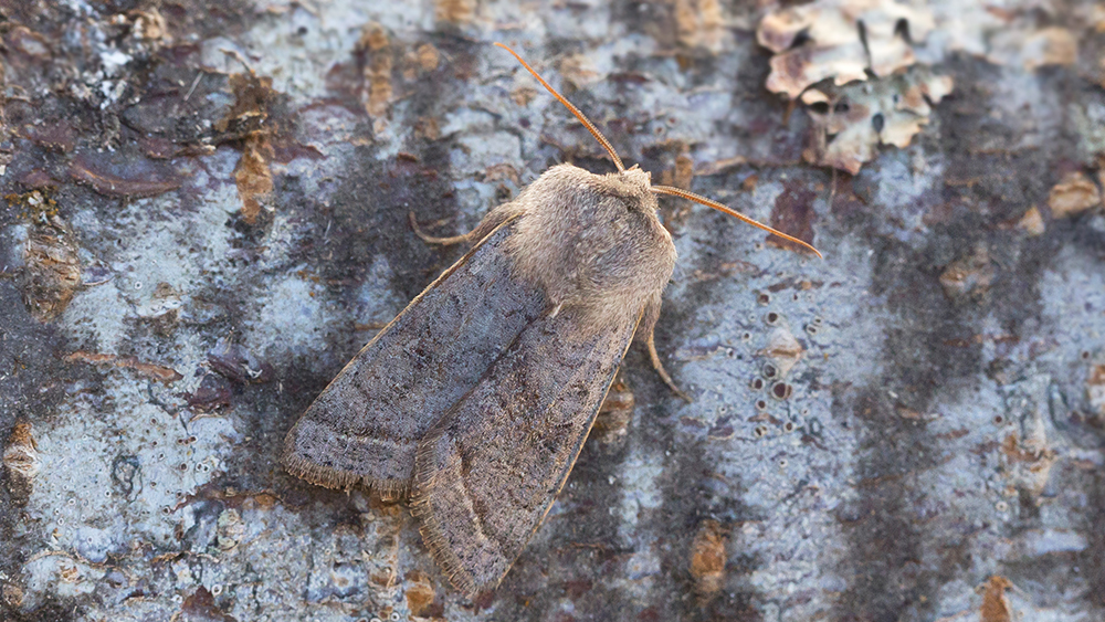 Suomen perhoset Sinerväraitayökkönen - Suomen Perhoset
