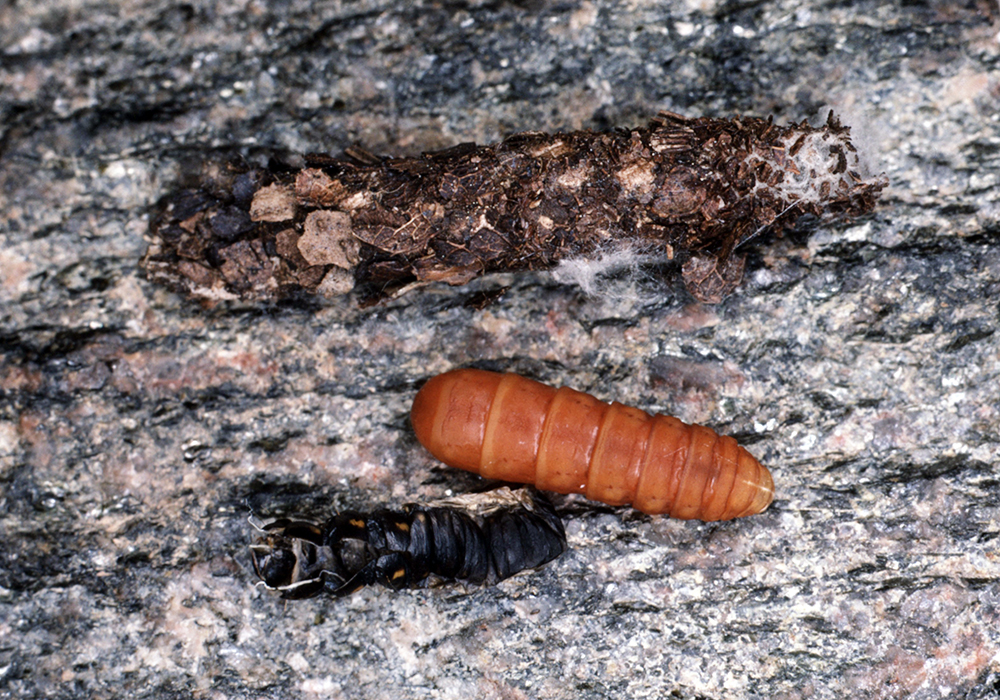 Suomen perhoset Pikku-ukkopussikas - Suomen Perhoset